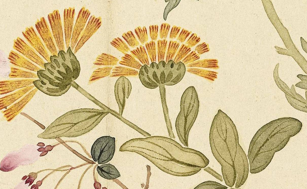 清 邹一桂 花卉图（册改卷） – 书格